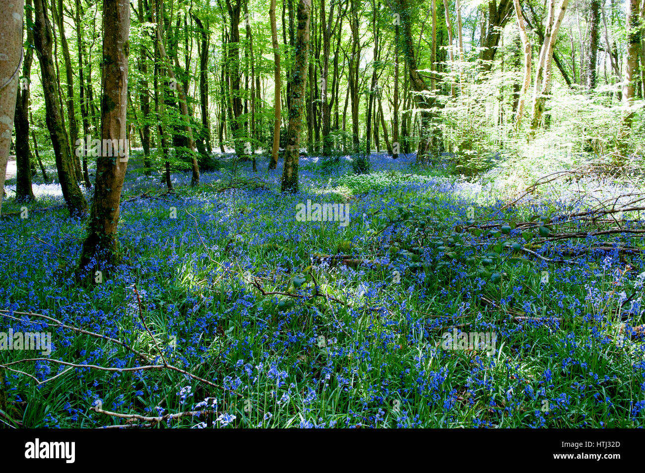 Irish forest hi-res stock photography and images - Alamy
