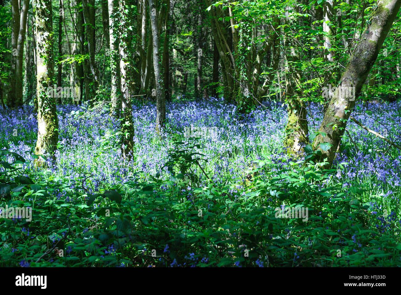 Spring flowers uk ireland hi-res stock photography and images - Alamy