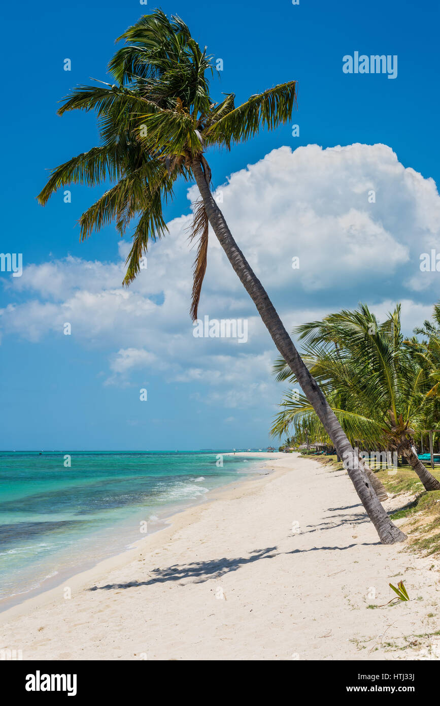 Summer nature scene. Tropical beach with sea, blue sky and palm trees ...
