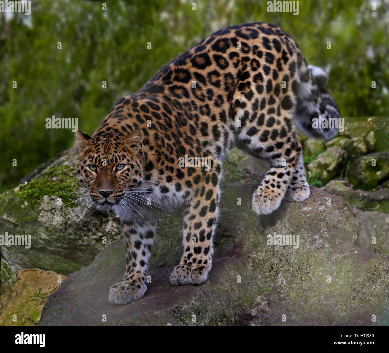Panthera pardus orientalis hi-res stock photography and images - Alamy