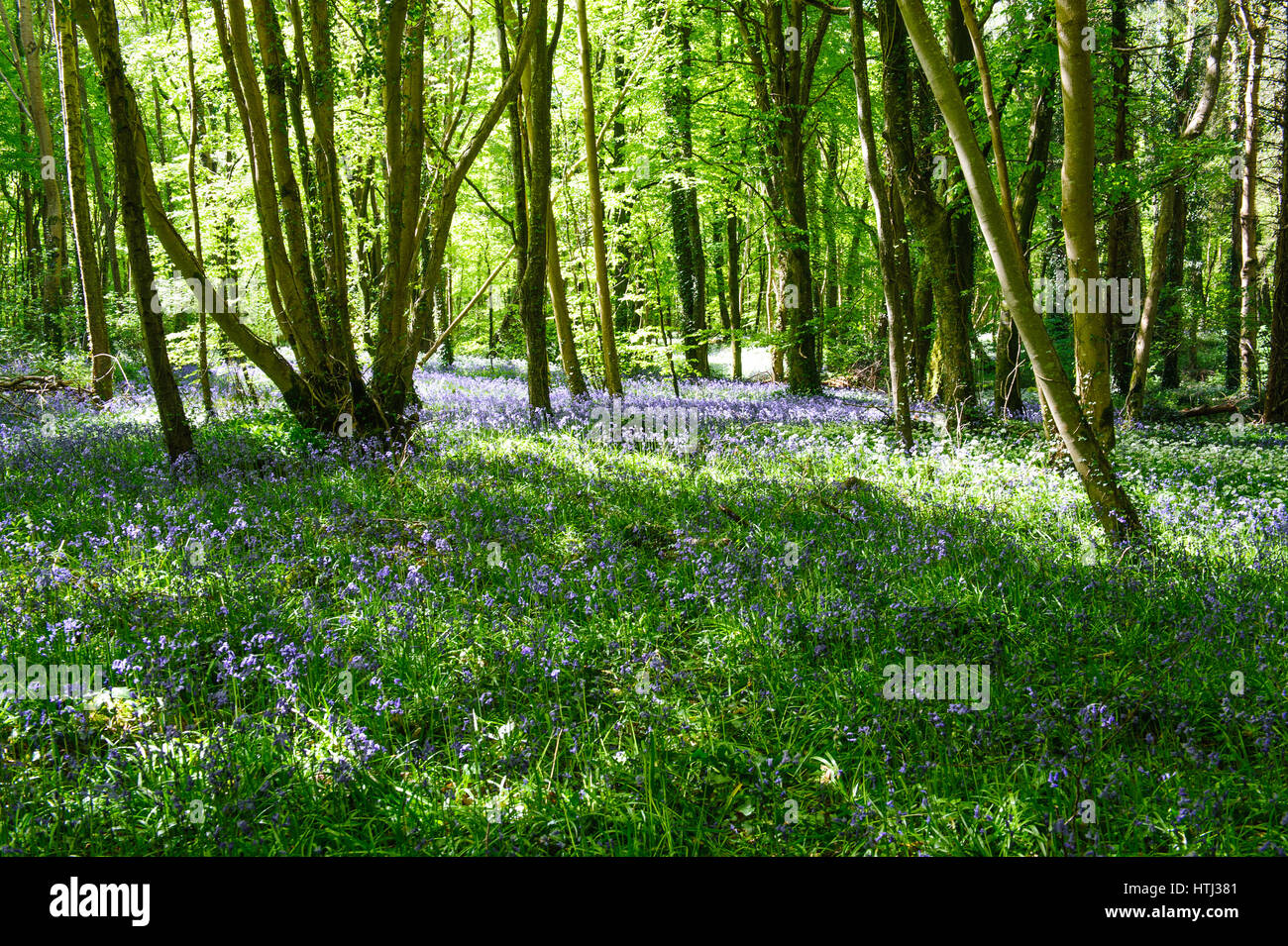 Blue bell blossom in the Forest on spring time , Ireland Stock Photo ...