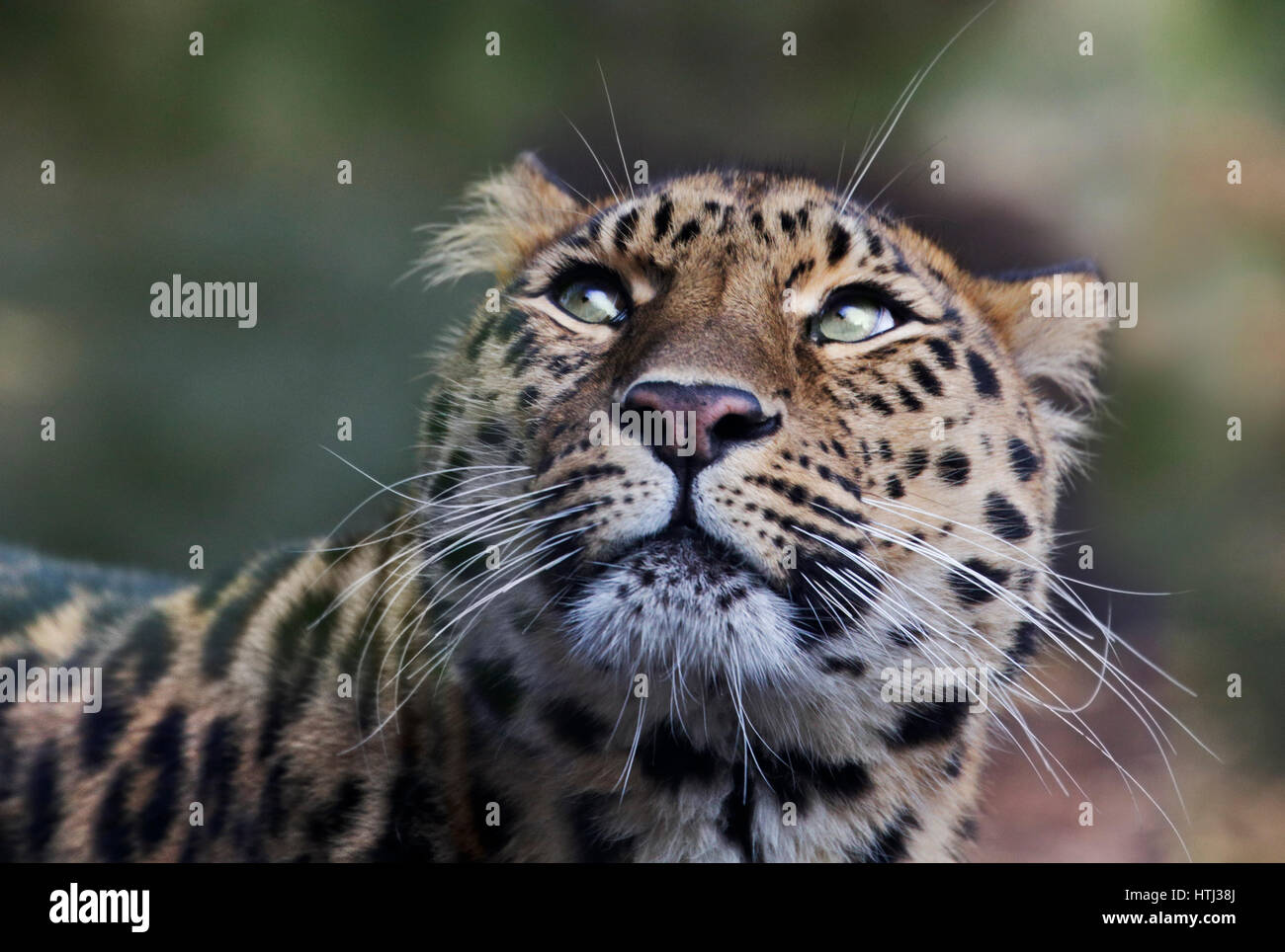 Panthera pardus orientalis hi-res stock photography and images - Alamy