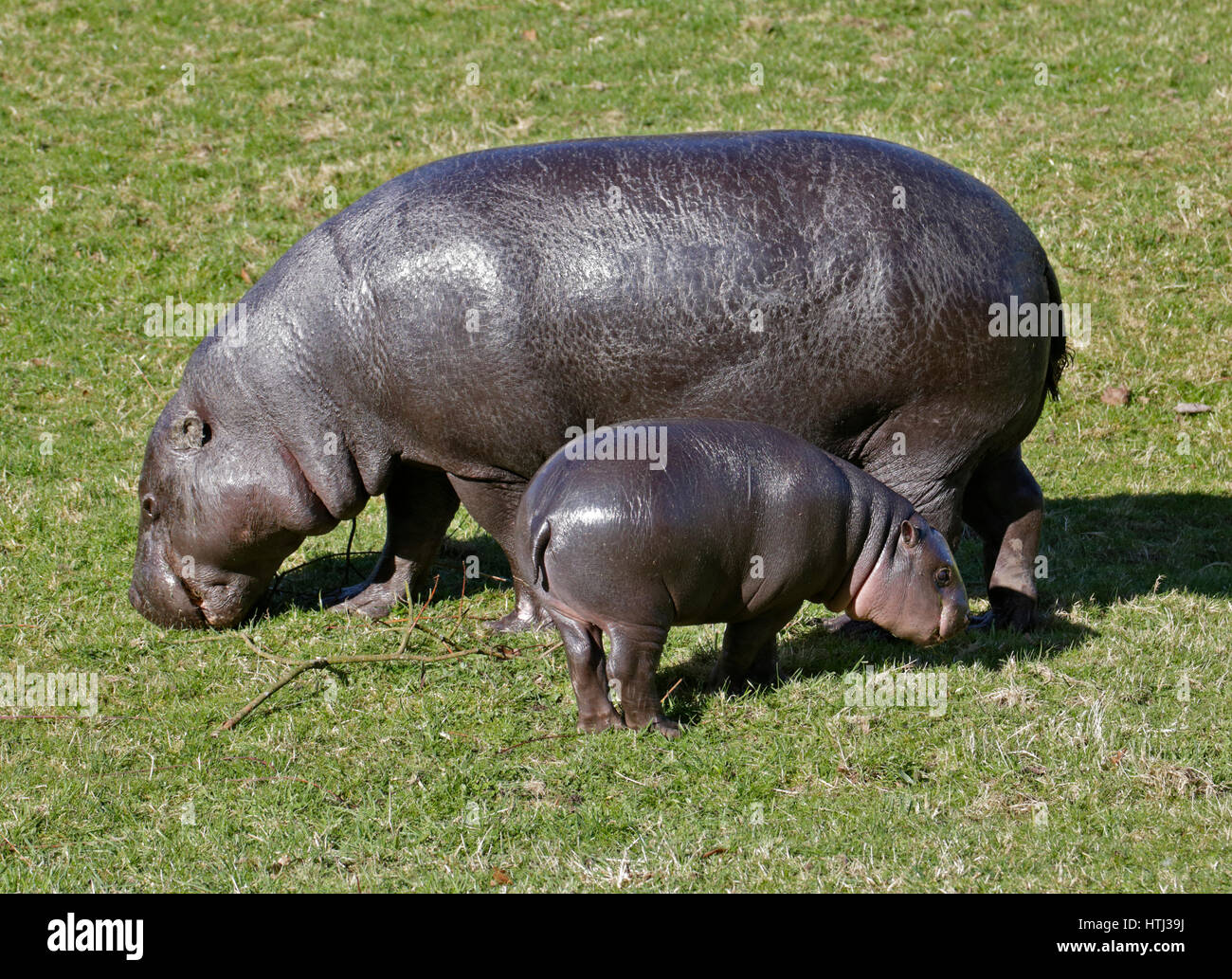 Mother and Baby Pygmy Hippopotamus (hexaprotodon liberiensis Stock ...