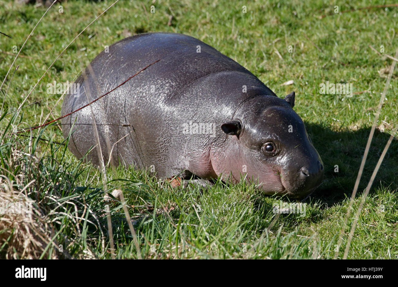 Juvenile hippopotamus hi-res stock photography and images - Alamy
