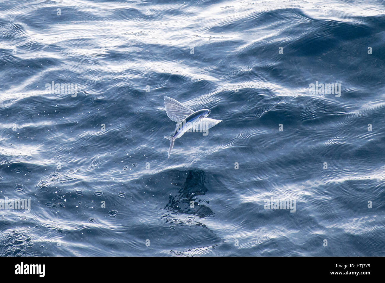 Flying fish species in mid-air, several hundred miles off Mauritania ...
