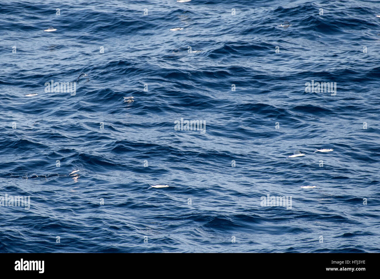 School, shoal or group of flying fish, in the air, off Mauritania ...