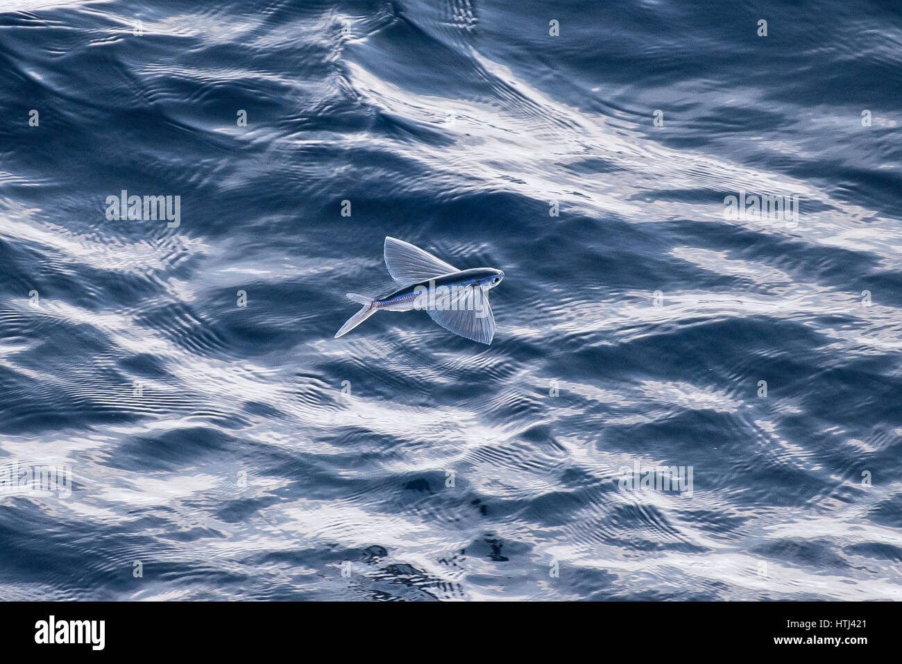 Flying fish species in mid air hi-res stock photography and images - Alamy