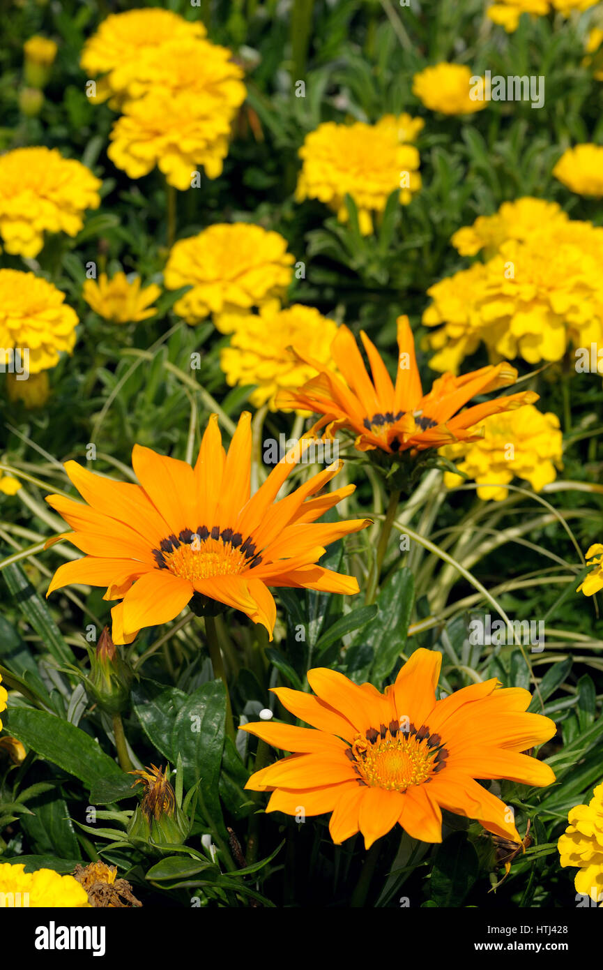Short large yellow flowers hi-res stock photography and images - Alamy
