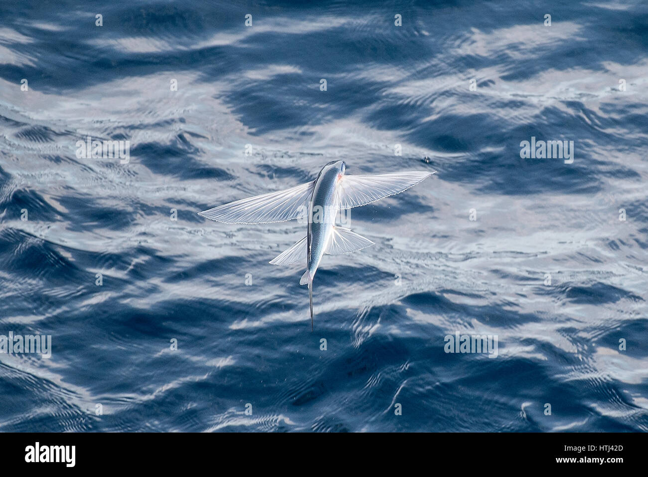 Flying fish species in mid-air, several hundred miles off Mauritania ...