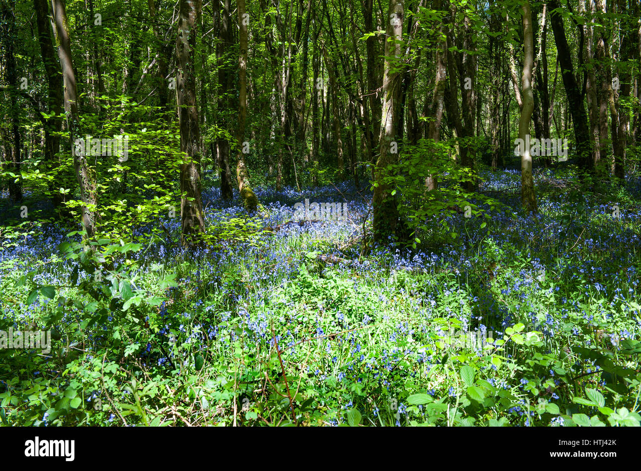 Bluebell Woodland Ireland High Resolution Stock Photography and Images ...