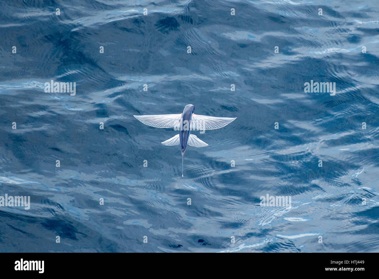 Flying fish species in mid-air, several hundred miles off Mauritania ...