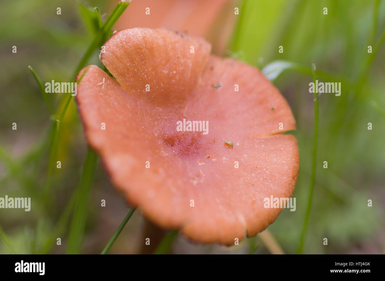 Hallucenogenic mushroom hi-res stock photography and images - Alamy