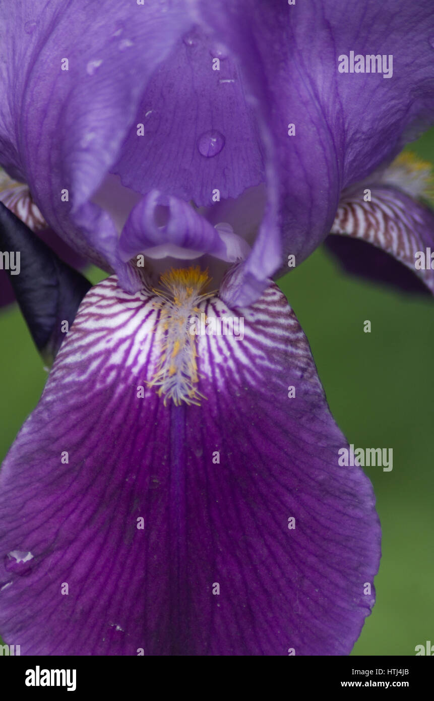 Purple bearded iris Stock Photo - Alamy