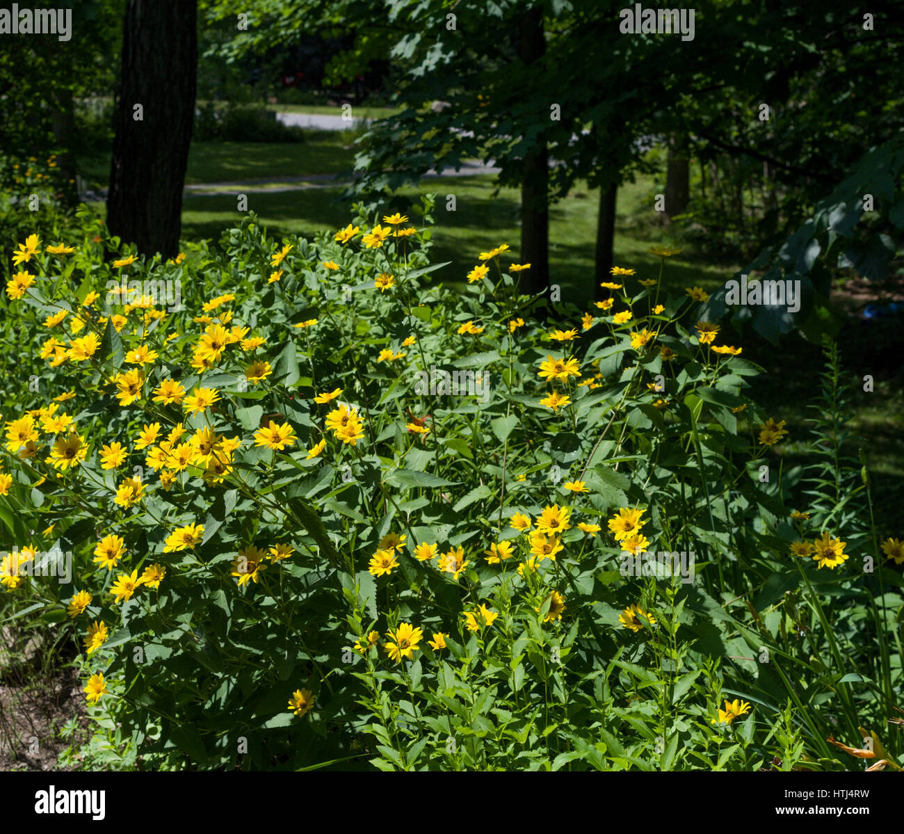 False sunflowers hi-res stock photography and images - Alamy
