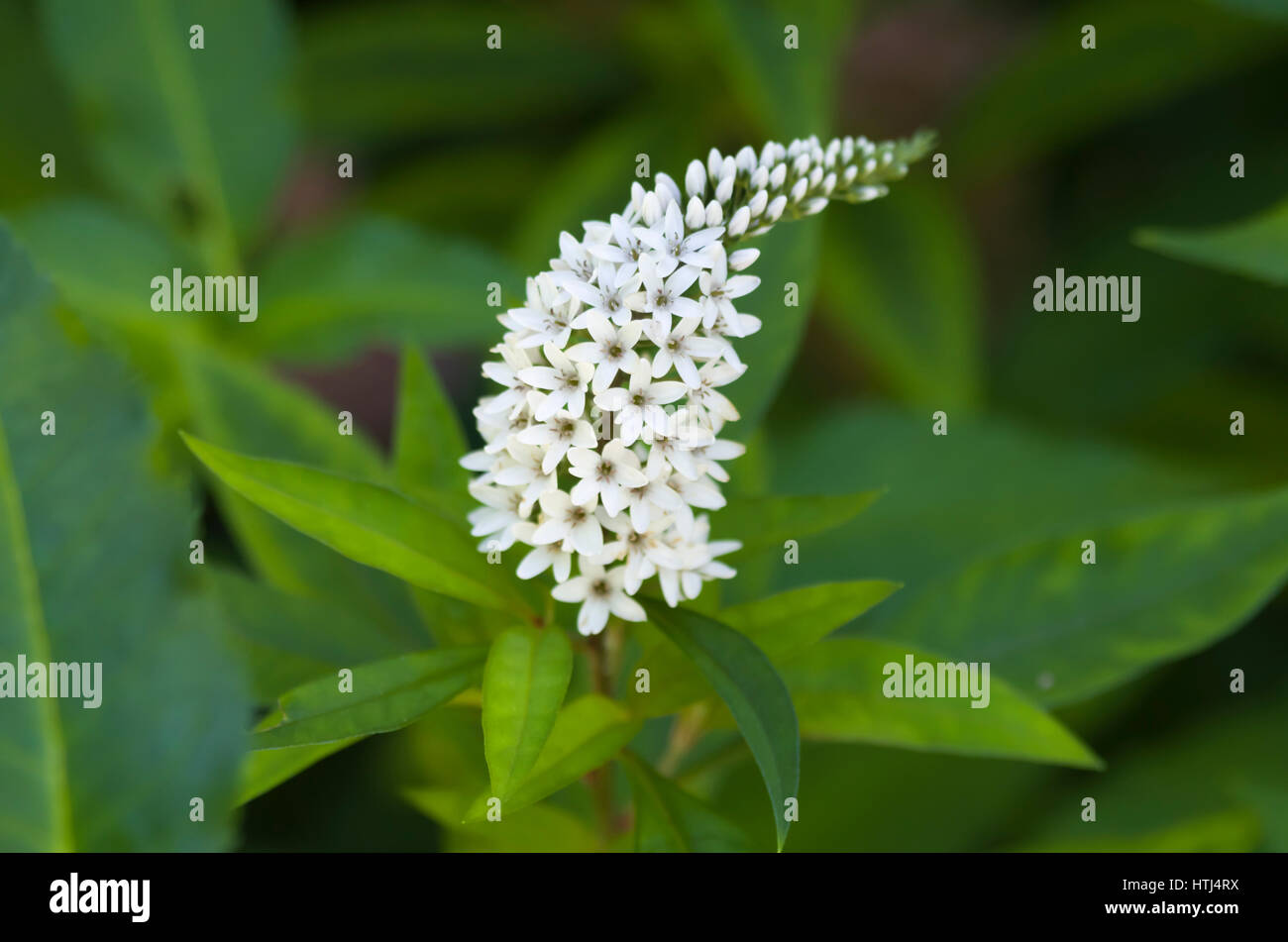 Loosestrife plants perennials hi-res stock photography and images - Alamy