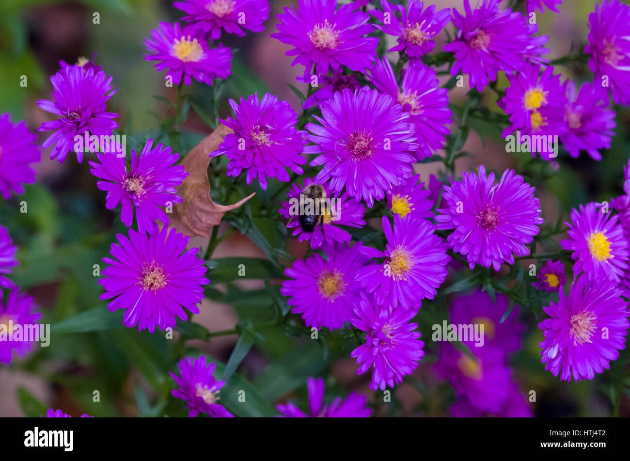 Mixed asters hi-res stock photography and images - Alamy