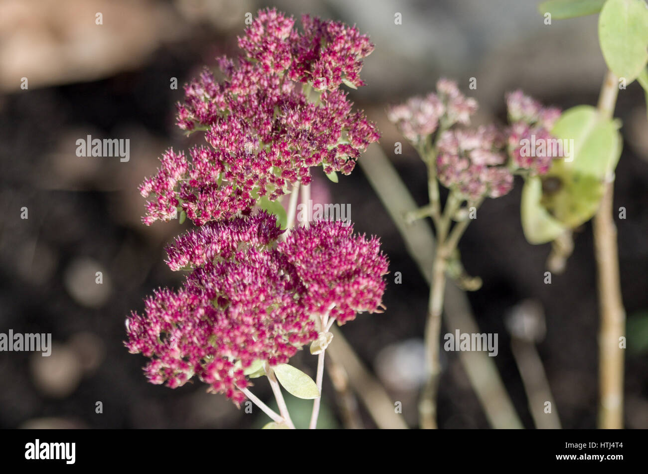Sedum autumn hi-res stock photography and images - Alamy