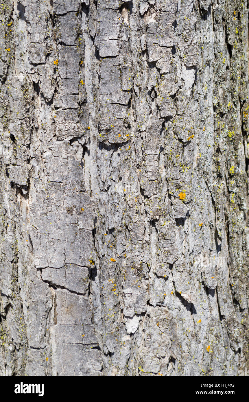 Outer Bark Stock Photos & Outer Bark Stock Images - Alamy