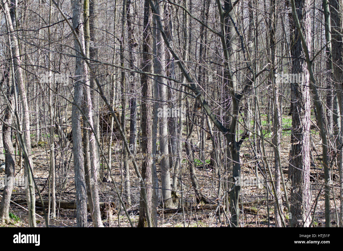 Leafless deciduous hardwood trees hi-res stock photography and images ...