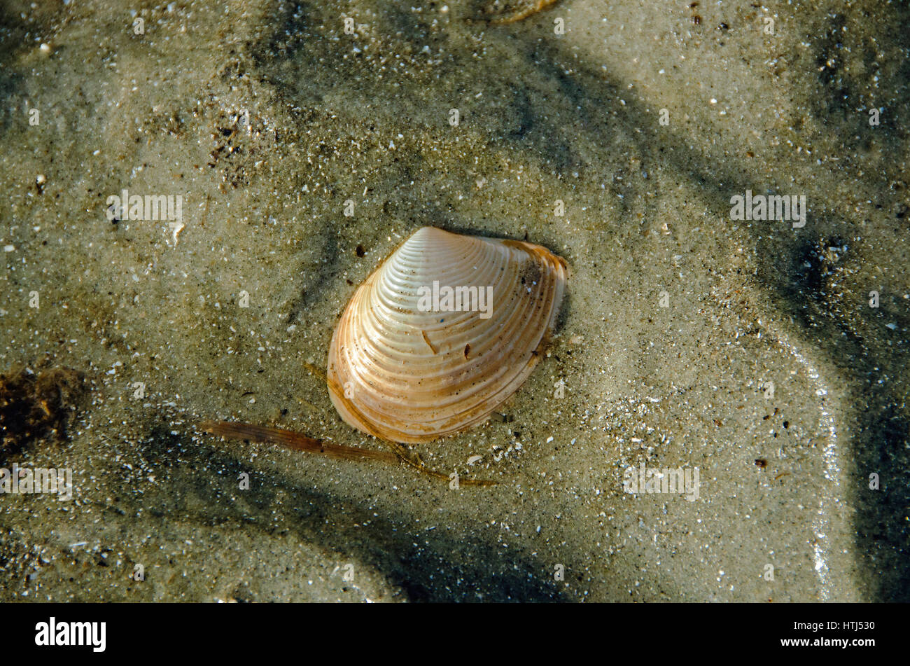 Seashell Uncovered by Receding Tide Stock Photo - Alamy