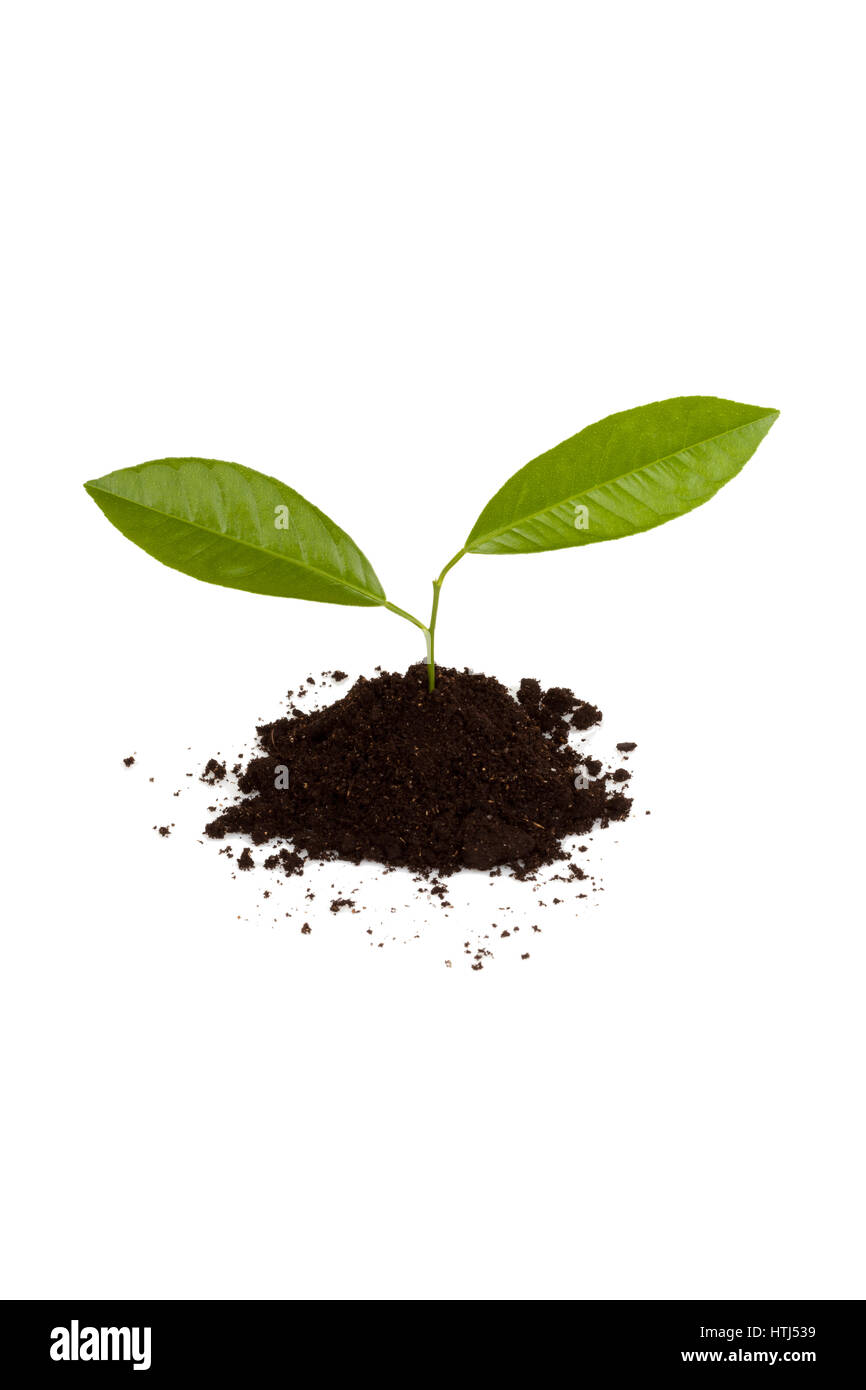 New lemon plant in soil isolated on white background Stock Photo - Alamy