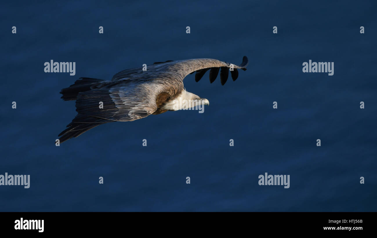 Exemplary of griffon vultures flying over the sea Stock Photo - Alamy