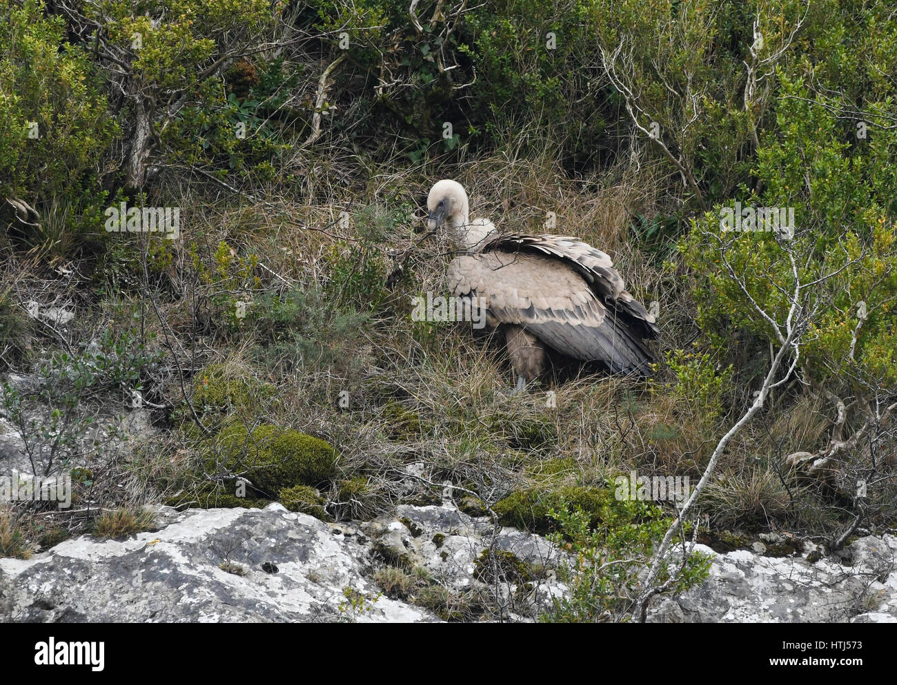 Griffon vulture nest hi-res stock photography and images - Alamy