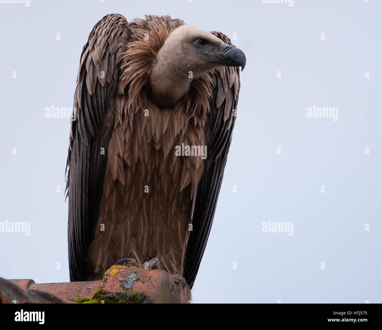 Young griffon hi-res stock photography and images - Alamy