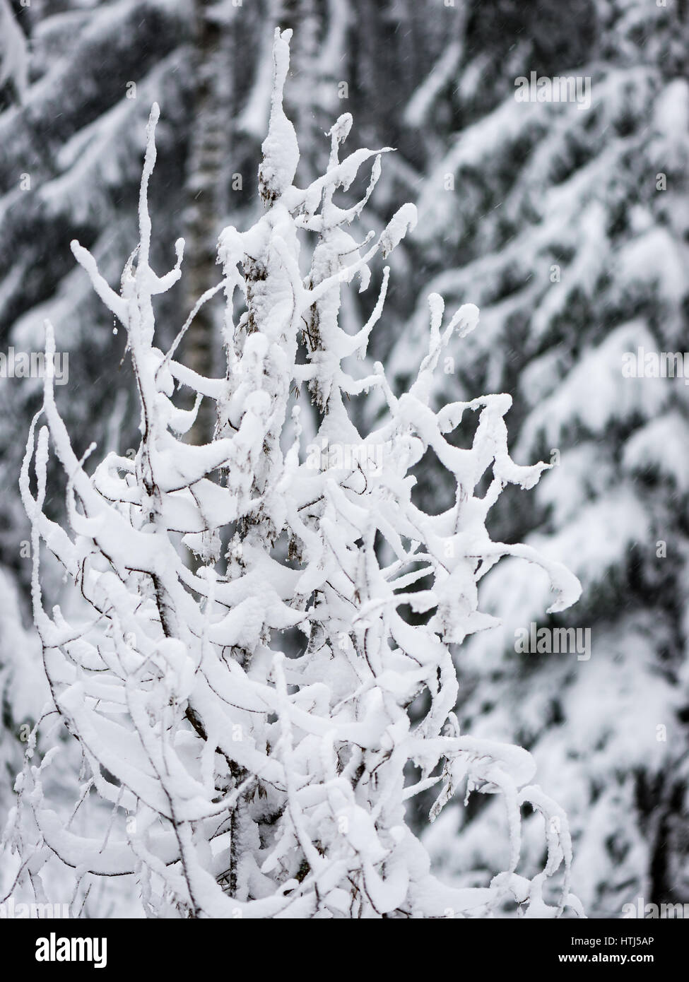 frozen countryside scene in winter with snow. forest view, trees in ice ...