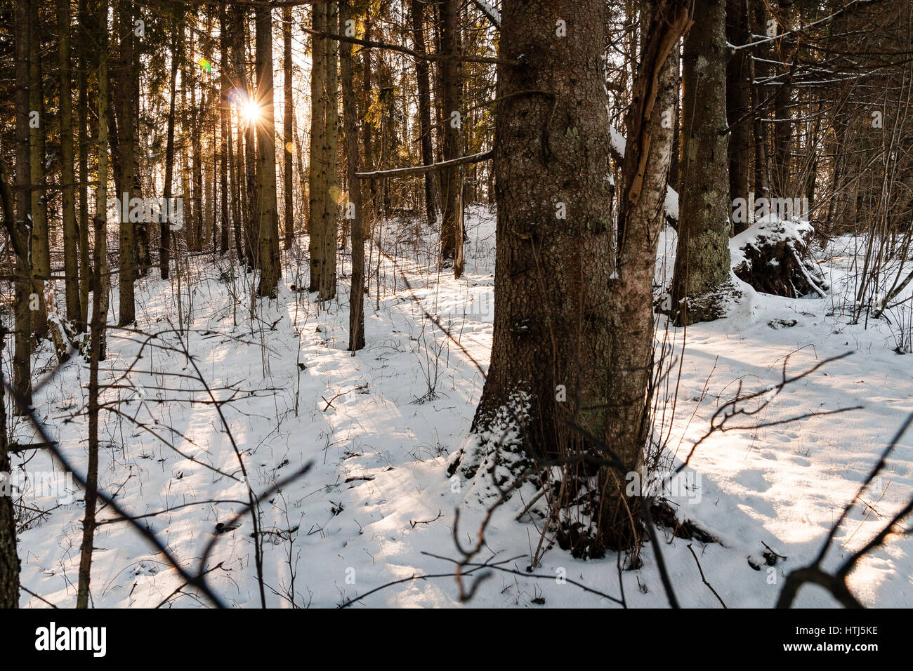 frozen countryside scene in winter with snow. snowy forest Stock Photo ...