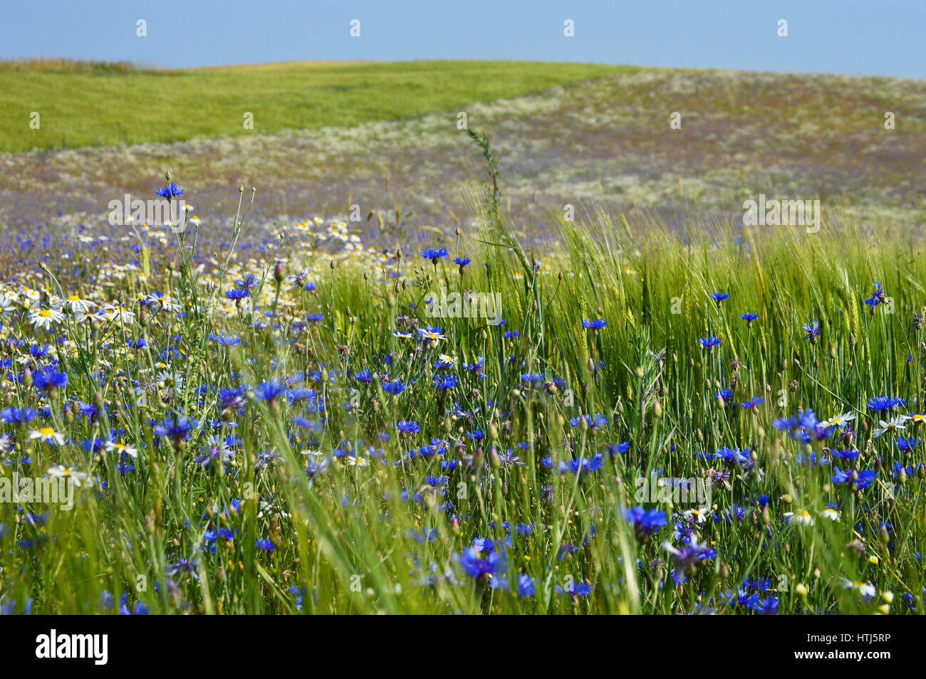 sunny meadow with flowers and green grass in summer at countryside ...
