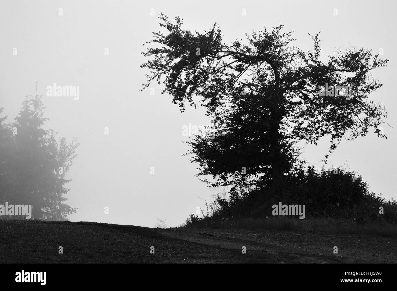 Fall colors woods in Black and White Stock Photos & Images - Alamy
