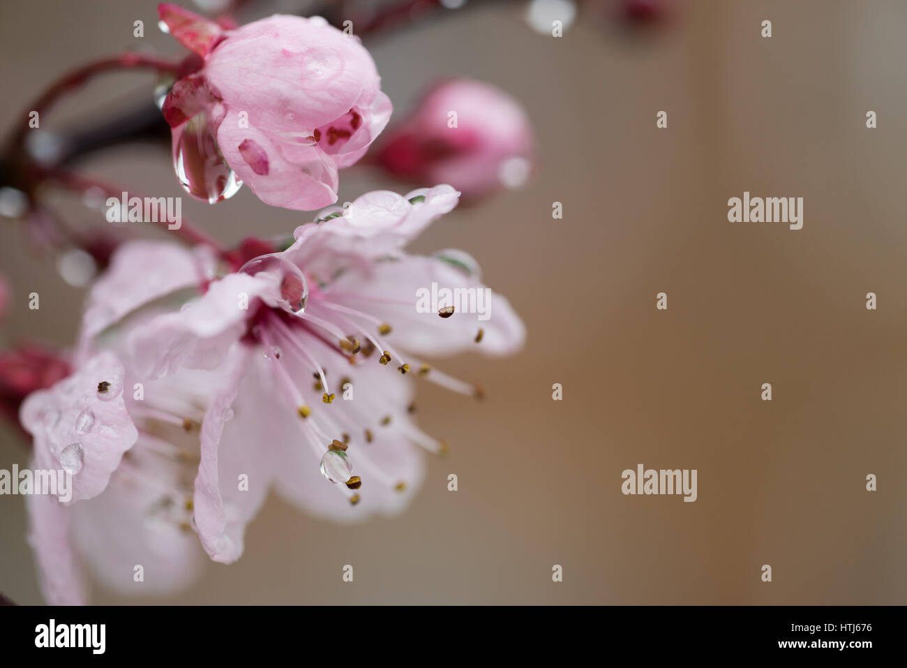Rain tree flower hi-res stock photography and images - Alamy