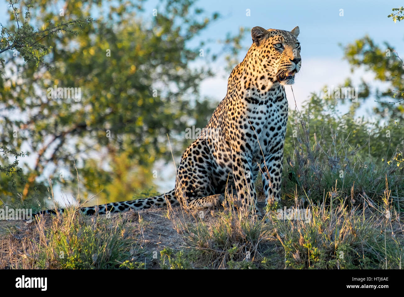 Leopard game big 5 hi-res stock photography and images - Alamy