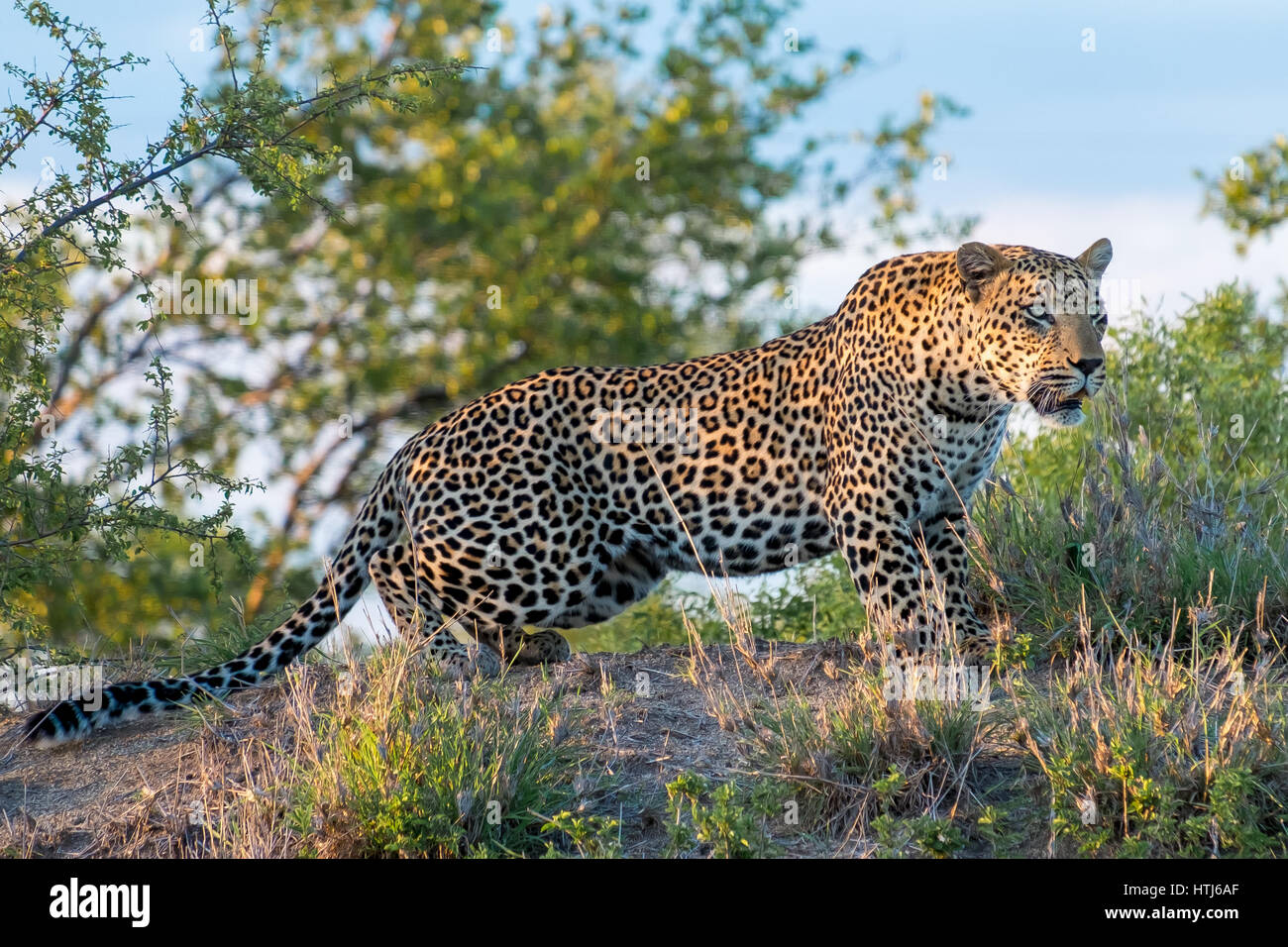 Leopard watching it's prey Stock Photo - Alamy