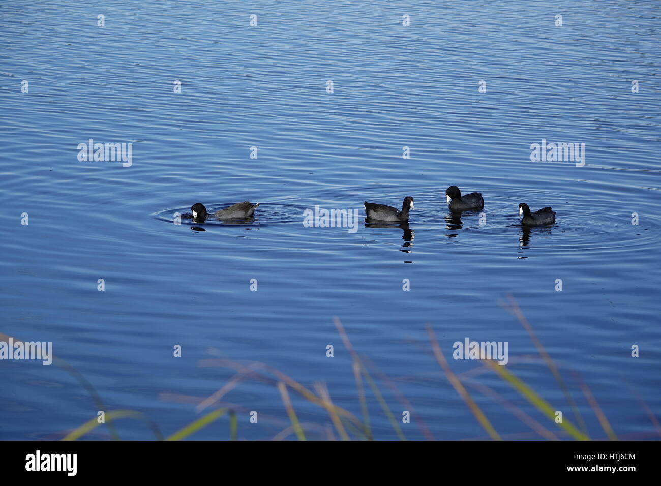 Mud hen hi-res stock photography and images - Alamy