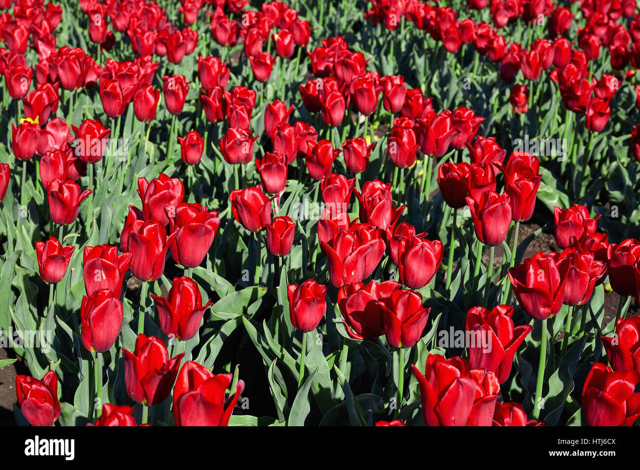 Field with spring flowers hi-res stock photography and images - Alamy