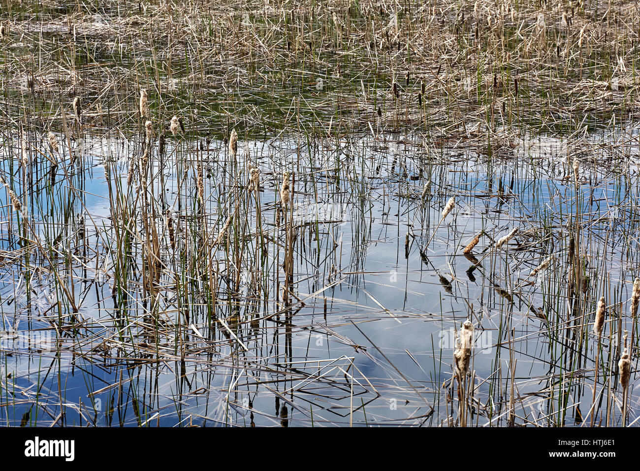 Overgrown lake hi-res stock photography and images - Alamy