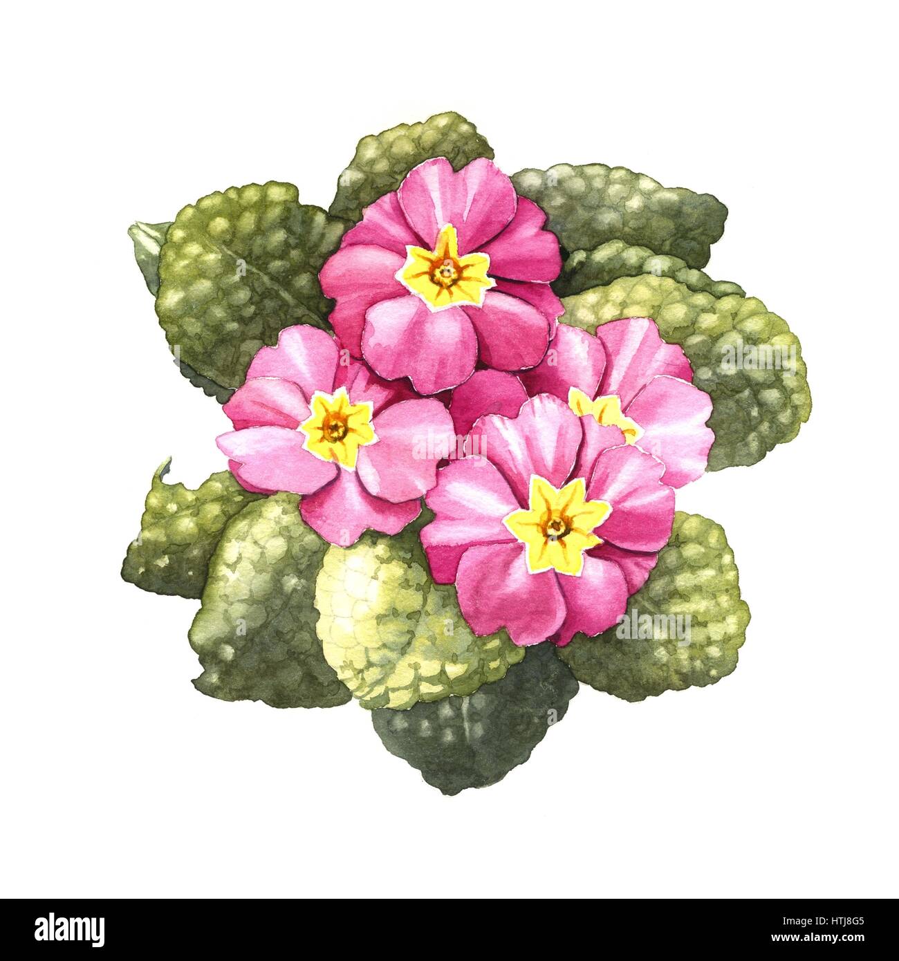 primrose, watercolor illustration on a white background Stock Photo - Alamy