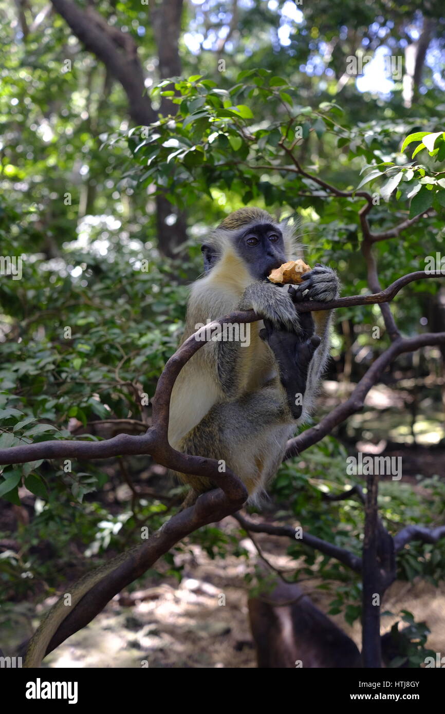 Green Monkey at the Barbados Wildlife Reserve, Barbados, Caribbean ...