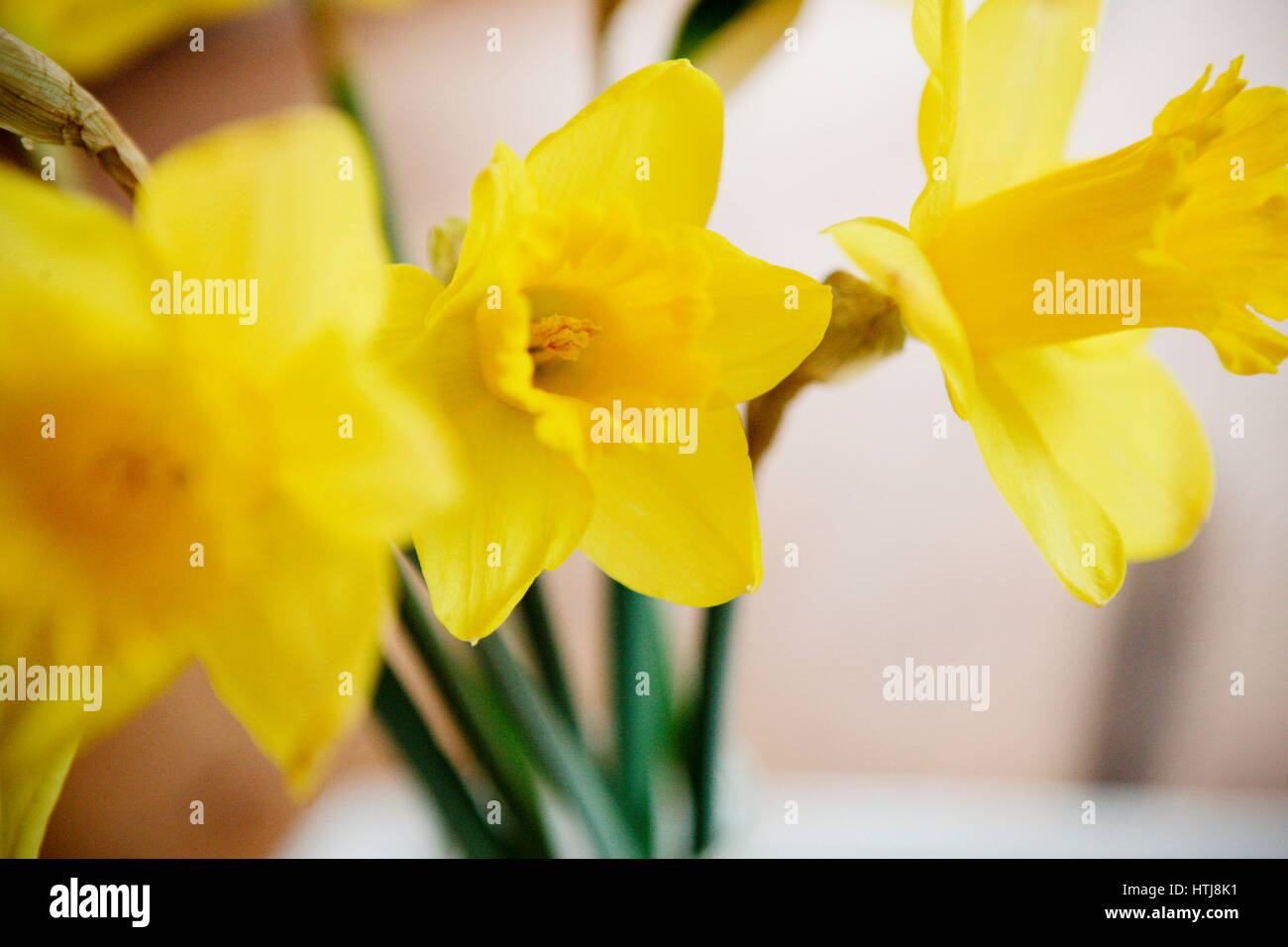Close up photo of some beautiful bright yellow blooming daffodils Stock ...