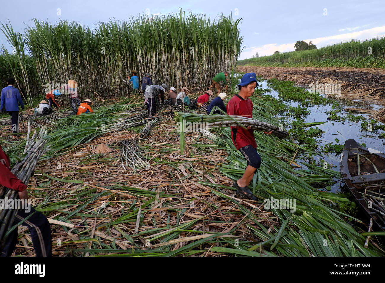 Farmer cutting sugar cane hi-res stock photography and images - Alamy