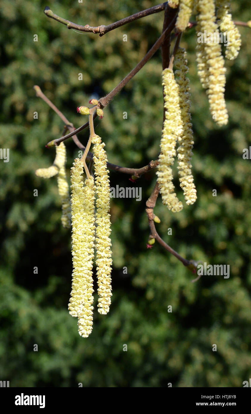 Already common hi-res stock photography and images - Alamy