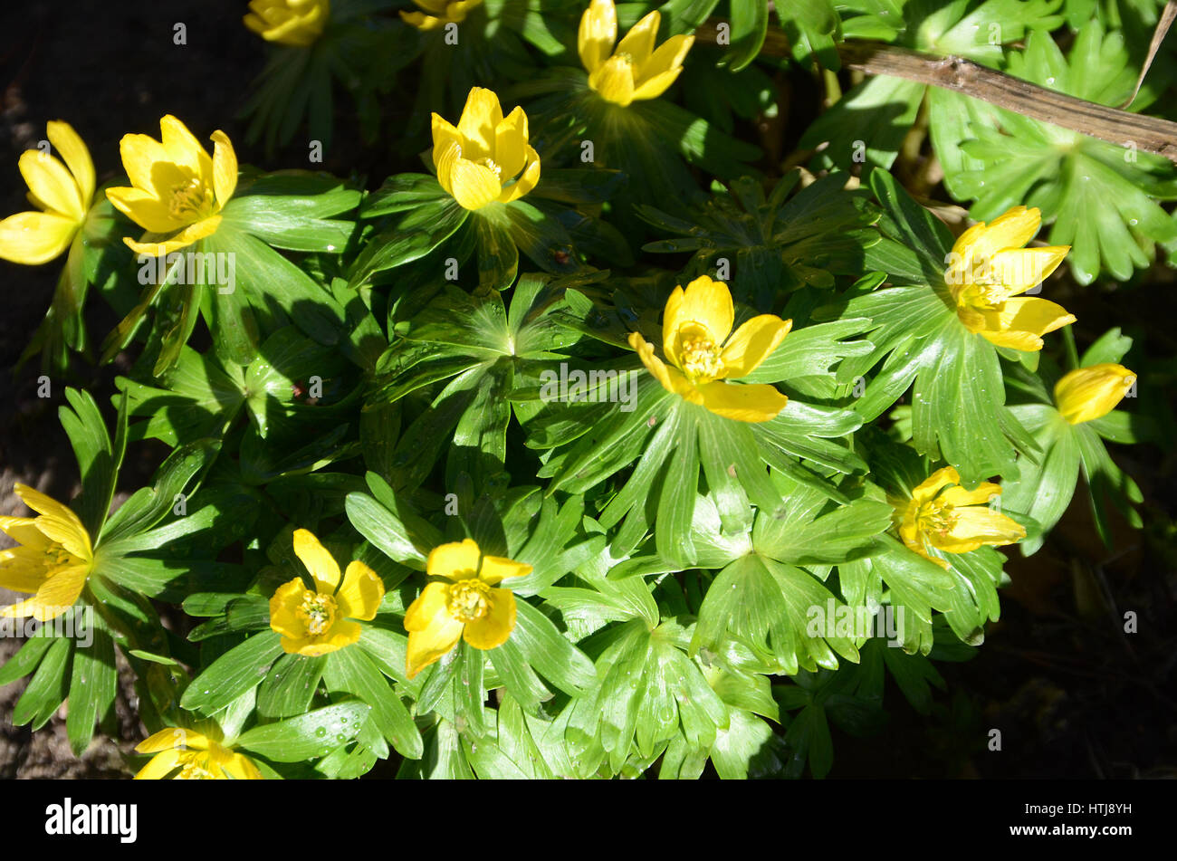 Yellow Erantis flowers in full blossom Stock Photo - Alamy