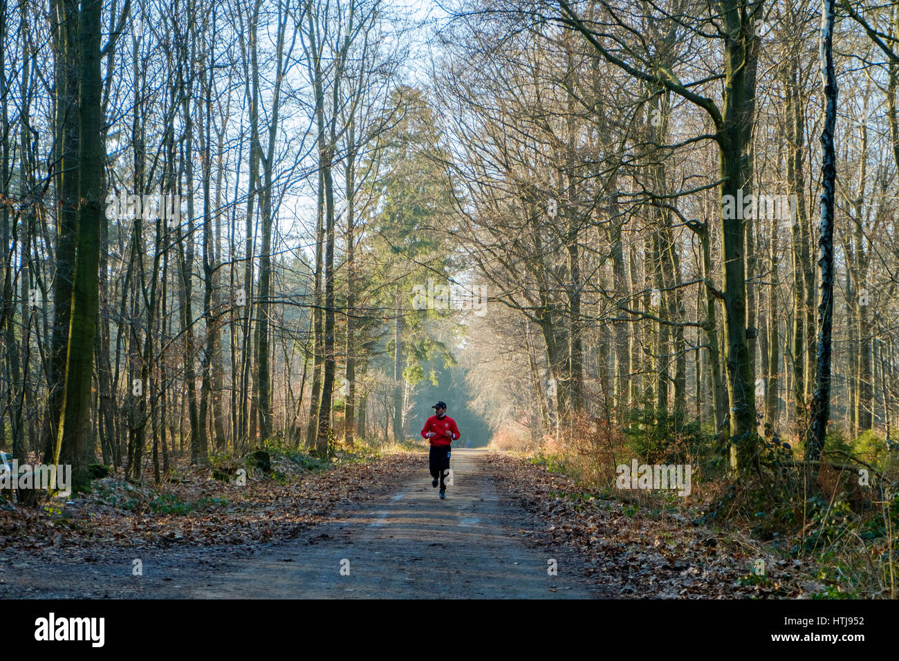 Forest scenery with one man jogging on a road Stock Photo - Alamy