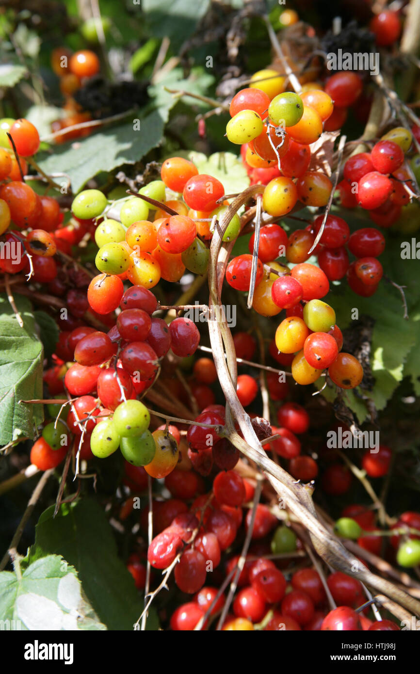 Bryony Berries in the hedgerow. Tamus communis. Strings or necklaces of ...