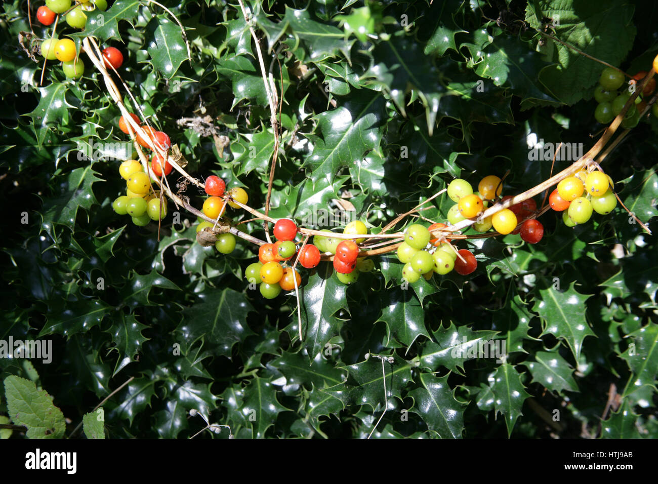 Black Bryony Berries in the hedgerow. Tamus communis Stock Photo ...