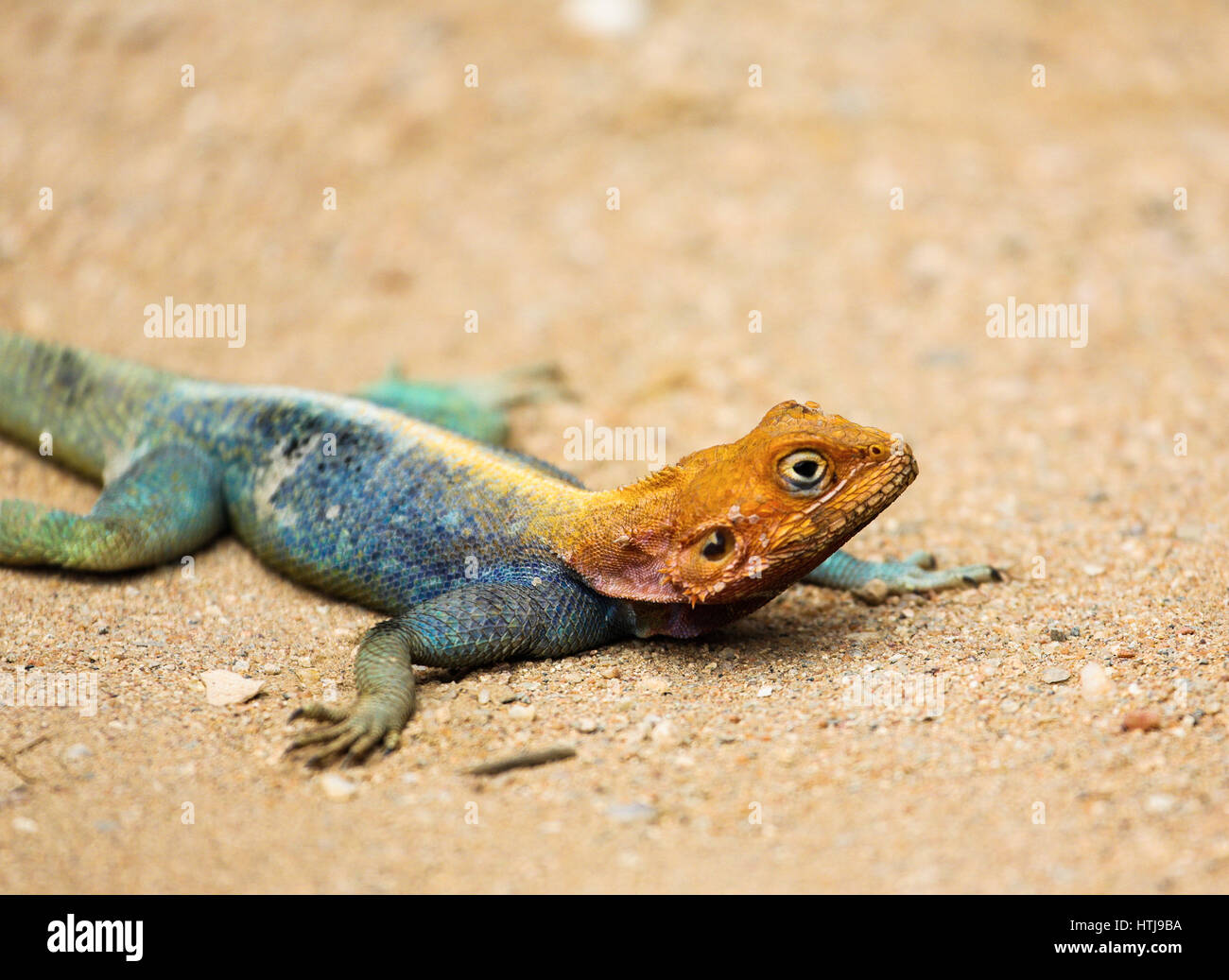 Red-headed Rock Agama - Agama agama, Tsavo East, Kenya Stock Photo - Alamy