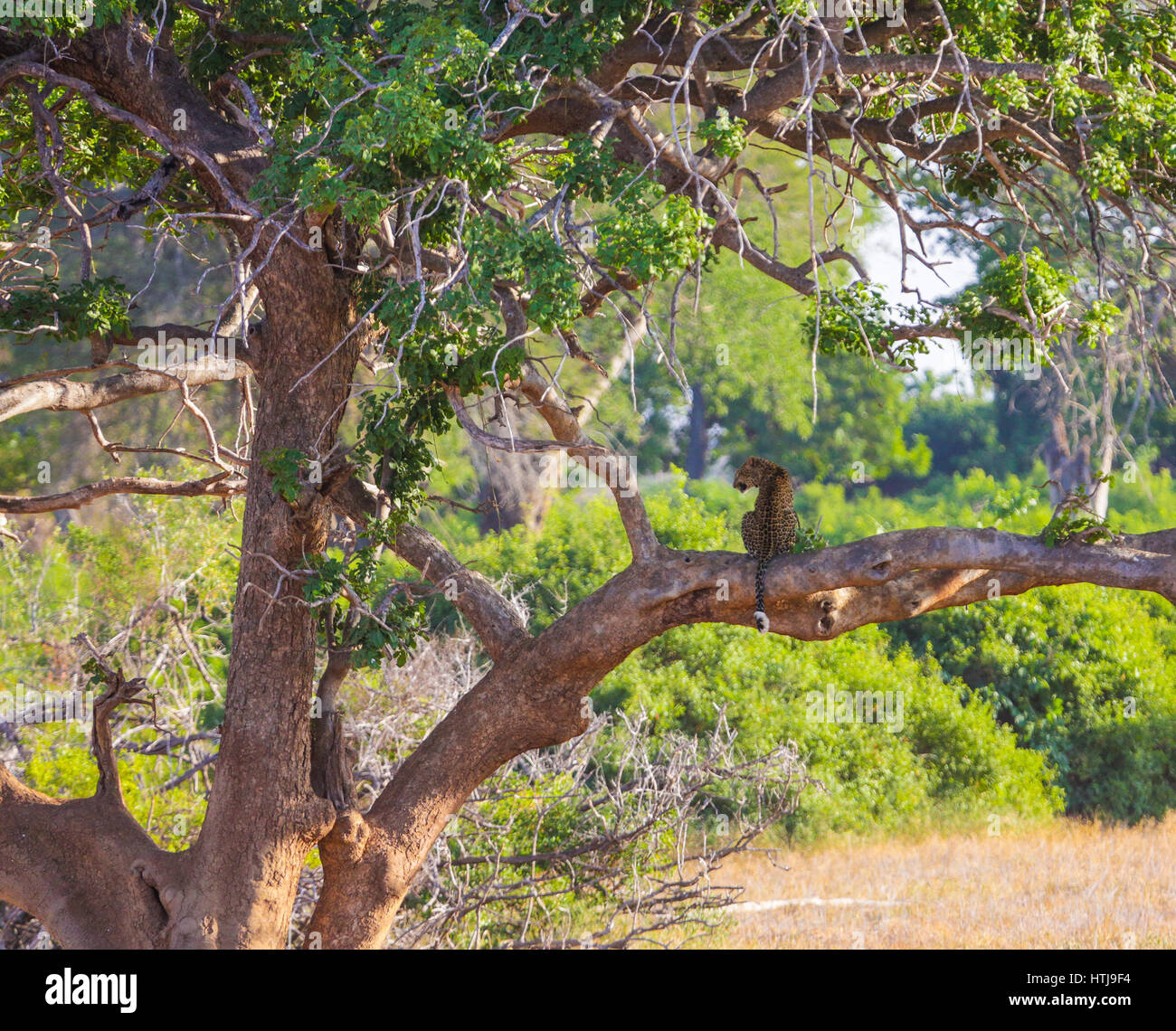 Leopard sitting on tree hi-res stock photography and images - Alamy