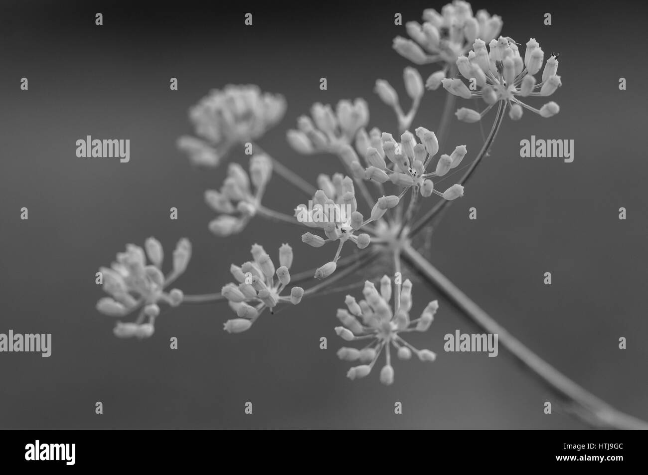 fennel flower on natural background Stock Photo - Alamy